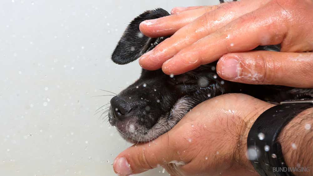 Dog Grooming – K9 Central