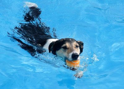 Dog Pool - K9 Central